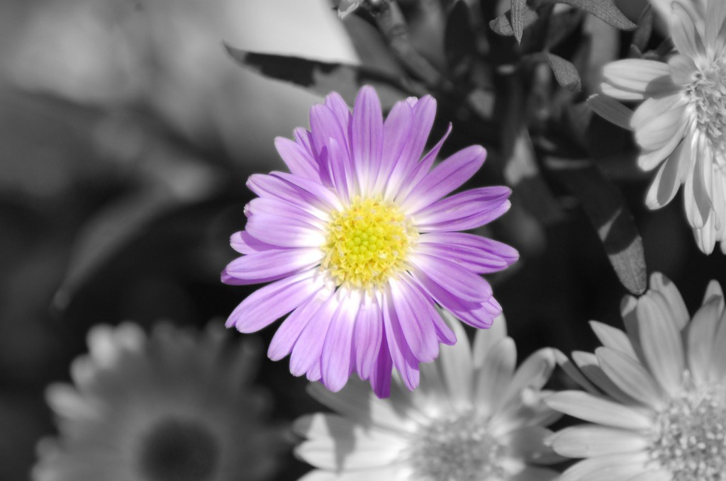 How to selectively color your photos - Simple Scrapper